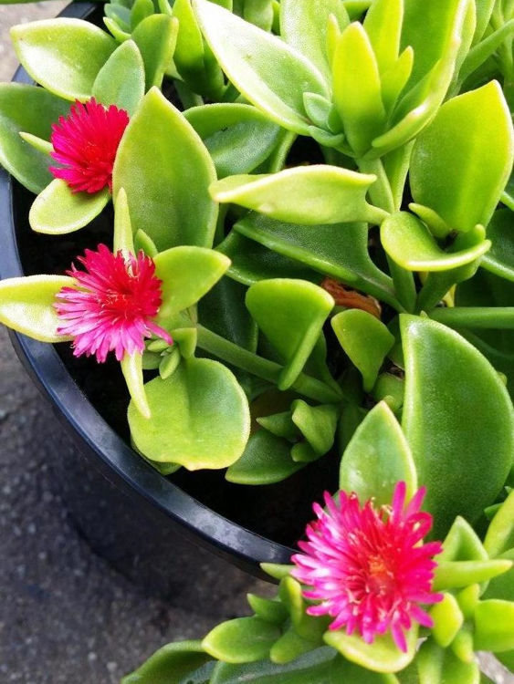 Baby Sunrose – Succulent Hub India