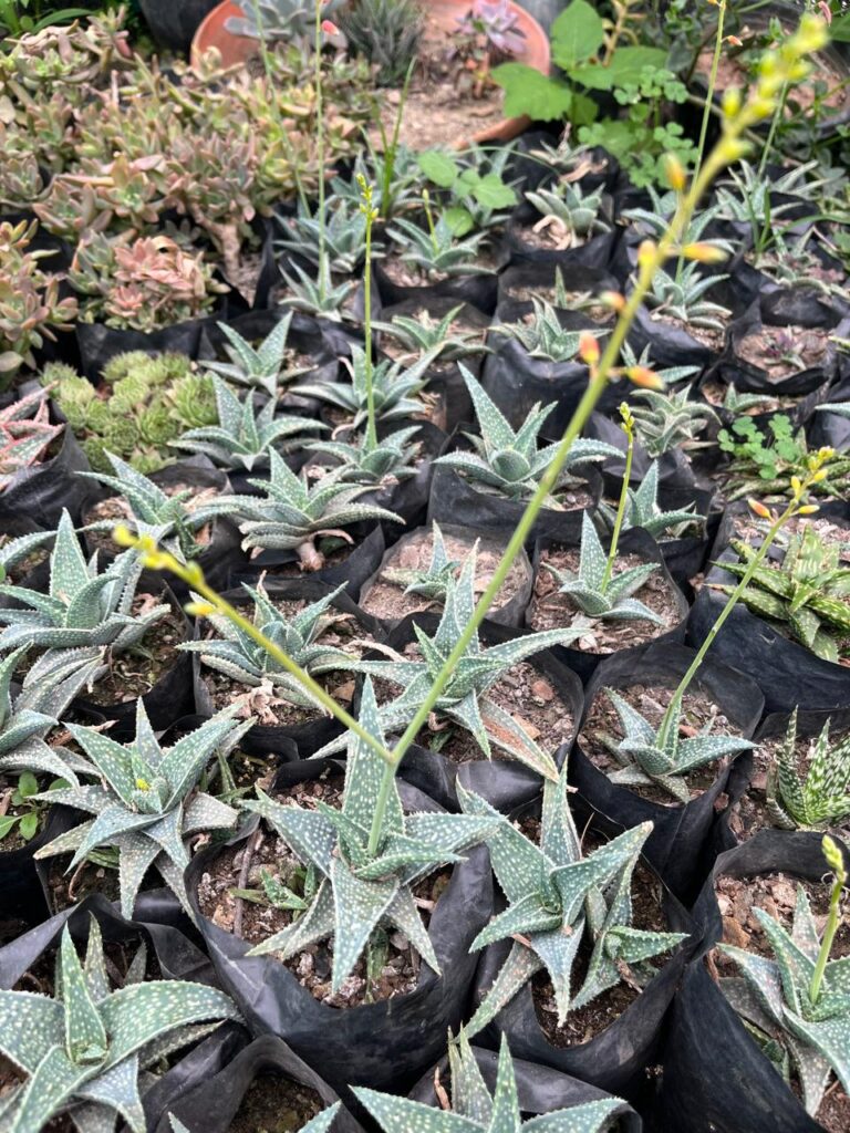 Aloe White Fox Rare – Succulent Hub India