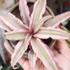 Home - Succulent Hub India